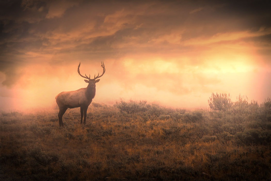 Given Word Now » Nature is Wild